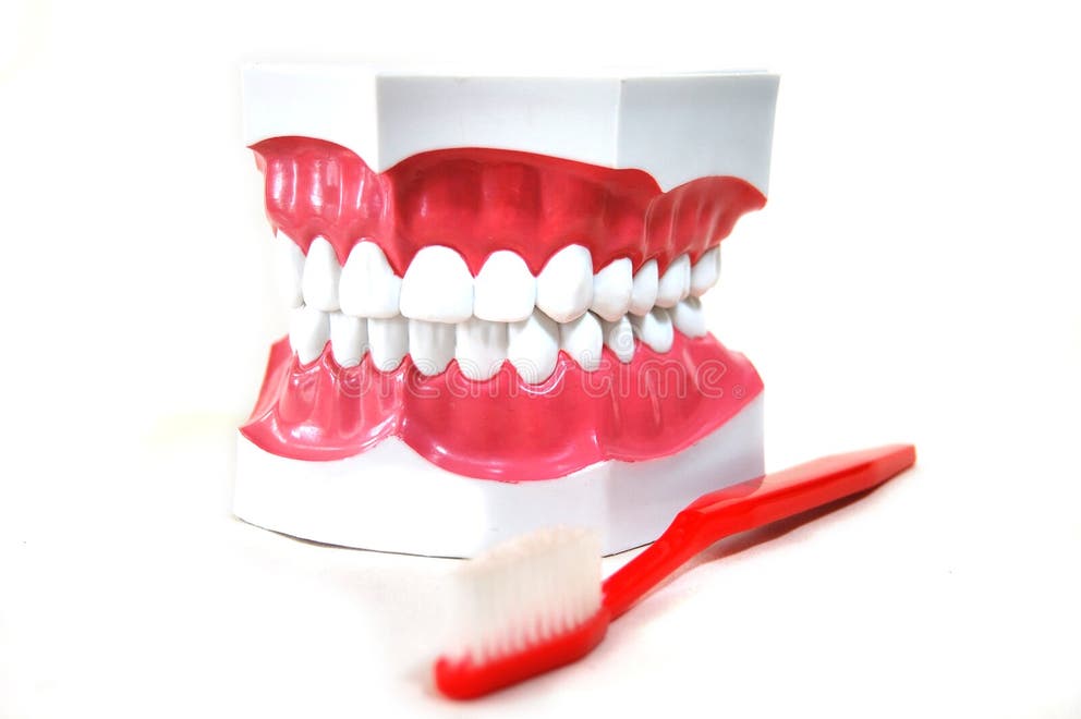 Isolated Fake Teeth (dentures) and Toothbrush Stock Image - Image of ...