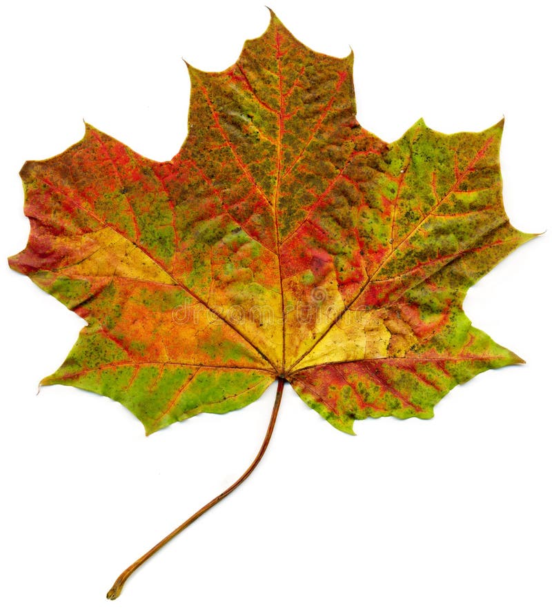 Fall maple stock photo. Image of nature, close, colourful - 2018292