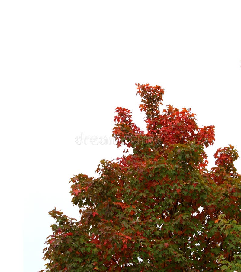 Isolated Fall Tree Top stock photo. Image of tree, natural - 21523588