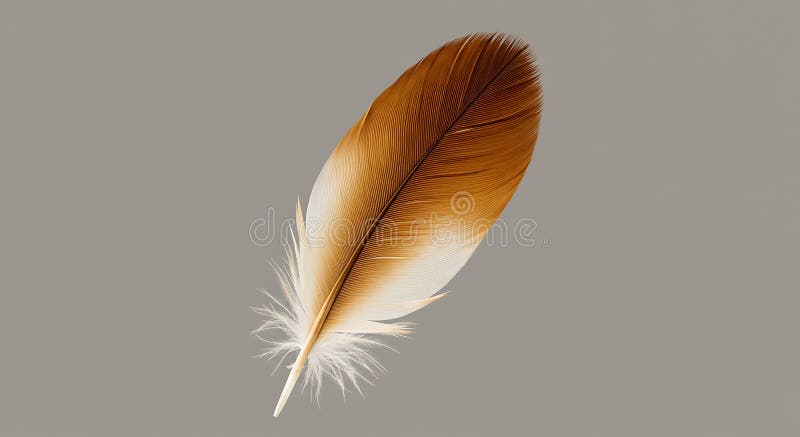 Isolated Feather with Brown and White Markings on Gray Background Stock ...