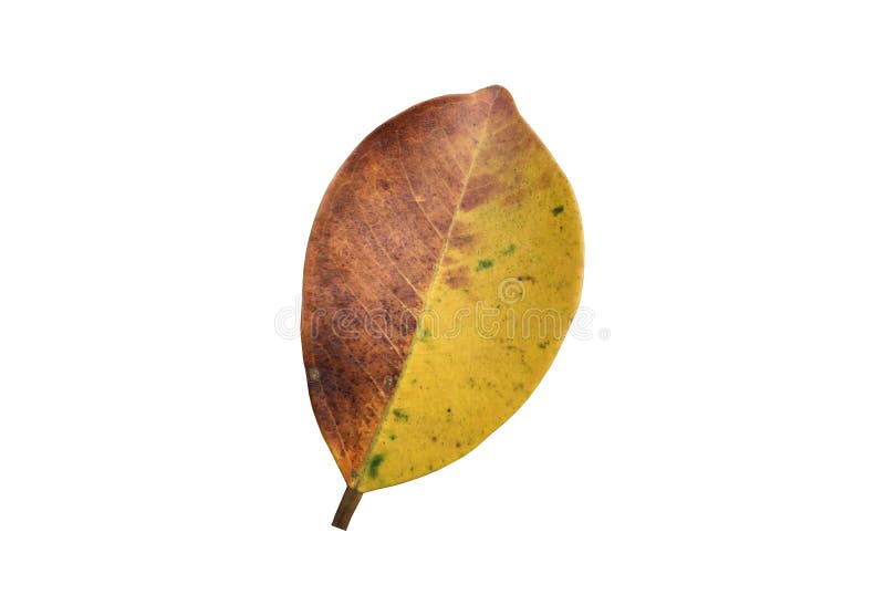 Ficus benjamina leaf stock photo. Image of closeup, leaf - 274606960