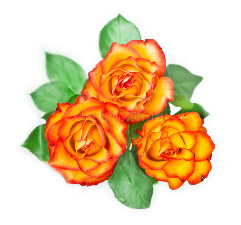 Isolated fiery rose stock photo. Image of white, florescence - 38247138