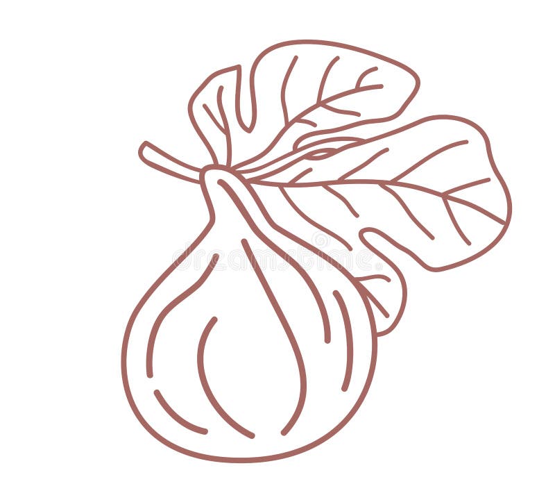 Fig Leaf Background Stock Illustrations – 1,829 Fig Leaf Background ...