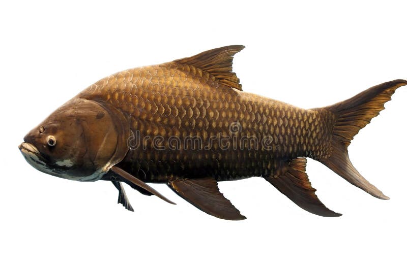 Isolated Fish stock photo. Image of clip, swim, themes - 6643168