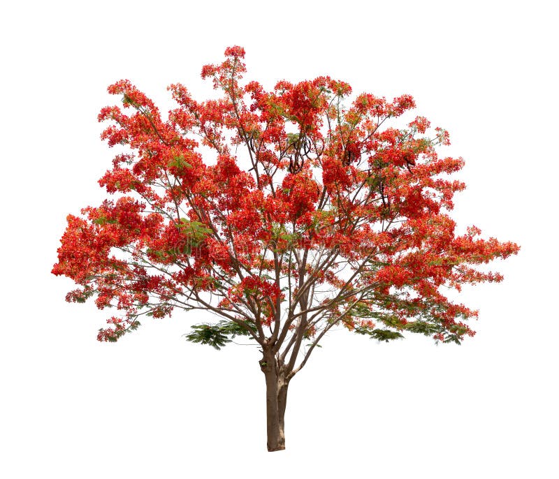 Isolated Flame Tree On White Background Stock Image - Image of botany ...