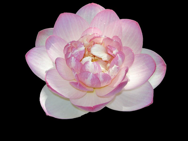 Isolated Flower stock image. Image of leaves, beauty - 24375953