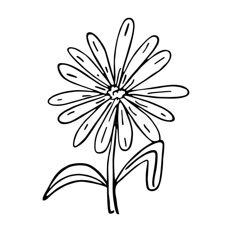 Isolated Flower Sketch Spring Time Stock Vector - Illustration of drawn ...