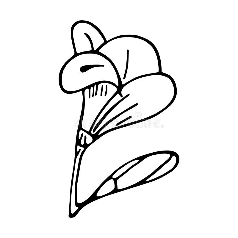 Isolated Flower Sketch Spring Time Stock Vector - Illustration of ...