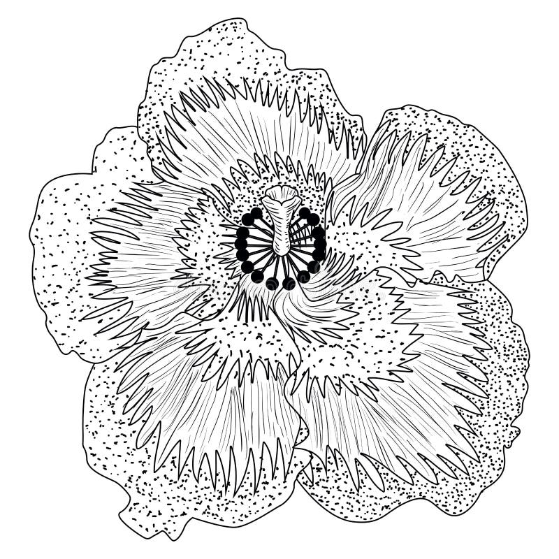 Isolated flower sketch stock illustration. Illustration of botanical ...