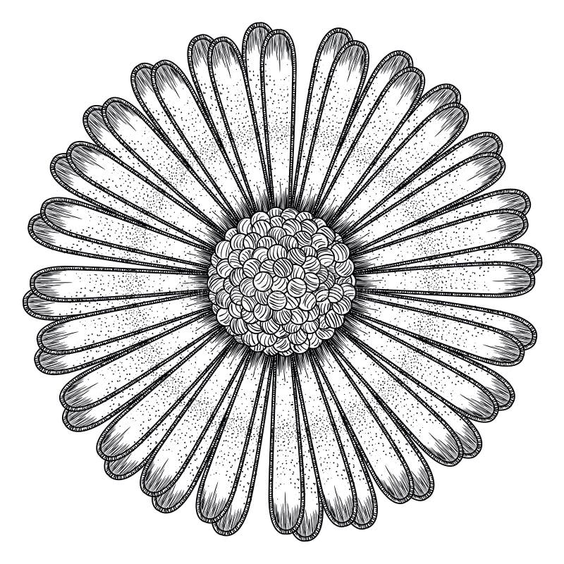 Isolated flower sketch stock illustration. Illustration of design ...