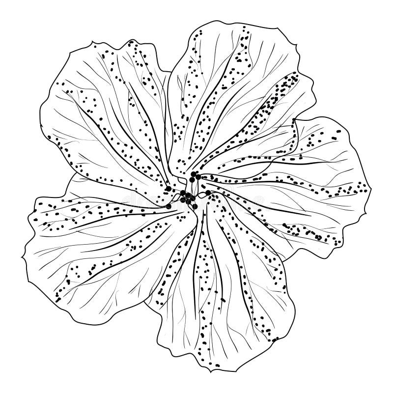 Isolated flower sketch stock illustration. Illustration of concept ...