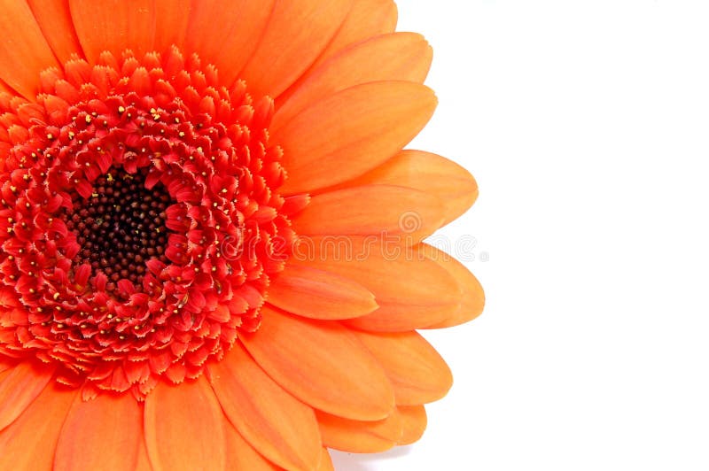 Isolated flower on white stock photo. Image of plant, isolated - 7295662
