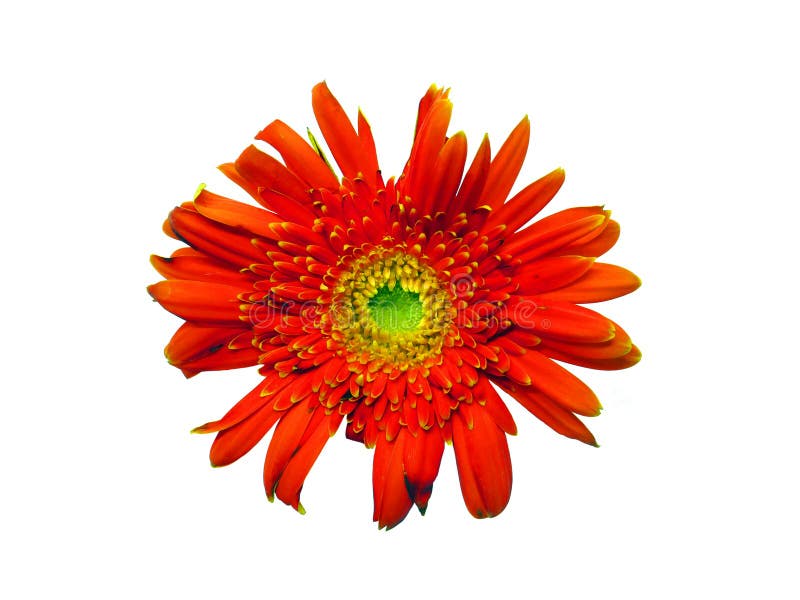 Isolated Flower with White Background Stock Photo - Image of pretty ...