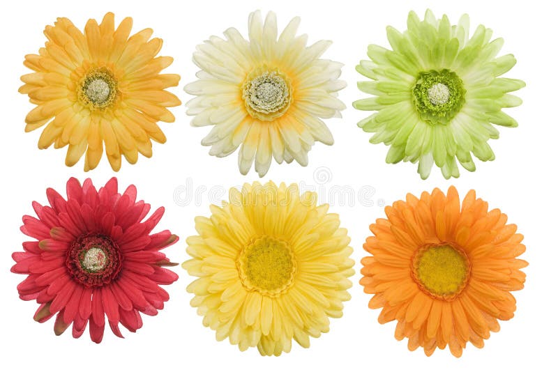 Isolated flowers stock image. Image of gerbera, pink, garden - 3140309