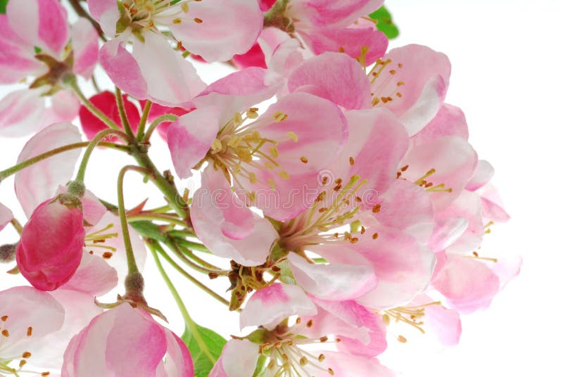 Isolated Flowers stock image. Image of elegant, natural - 5309759