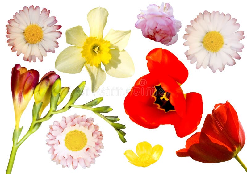 Isolated flowers stock image. Image of botany, yellow - 5353525