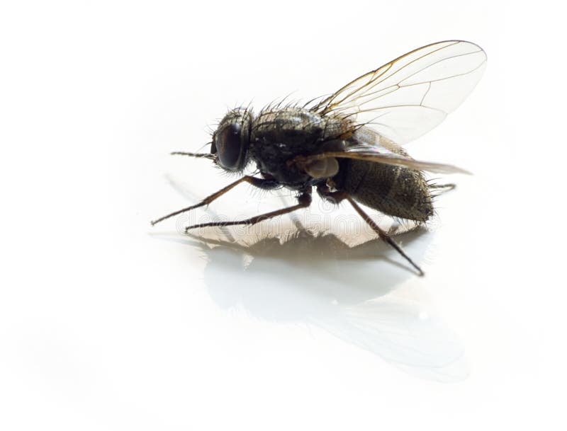 Isolated Fly On White Background Royalty Free Stock Photos - Image: 5277888