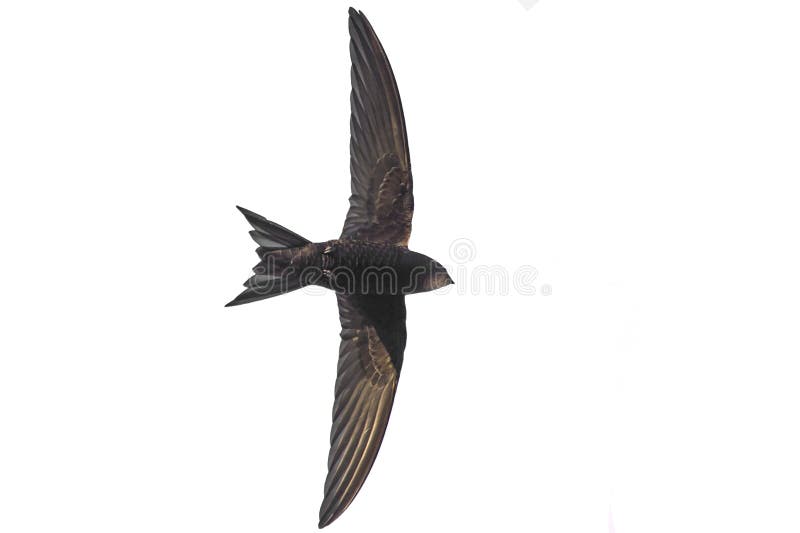 Isolated Flying Black Swift. Stock Photo - Image of ornithology ...