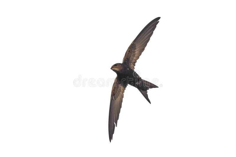 Isolated Flying Black Swift. Stock Image - Image of quick, flight ...