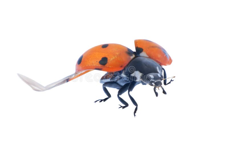 Prop Plane stock photo. Image of biplane, propeller, wings - 5458584