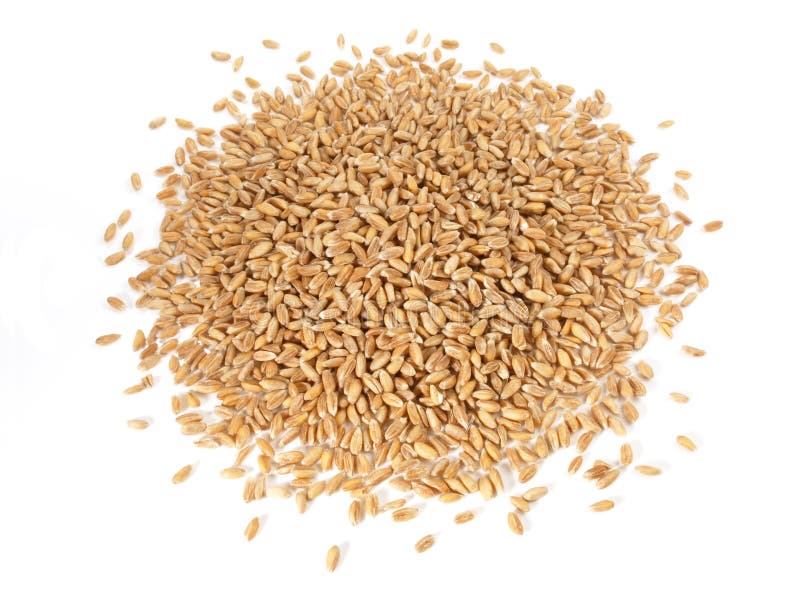 Spelt Grain on White Background - Isolated Stock Image - Image of ...