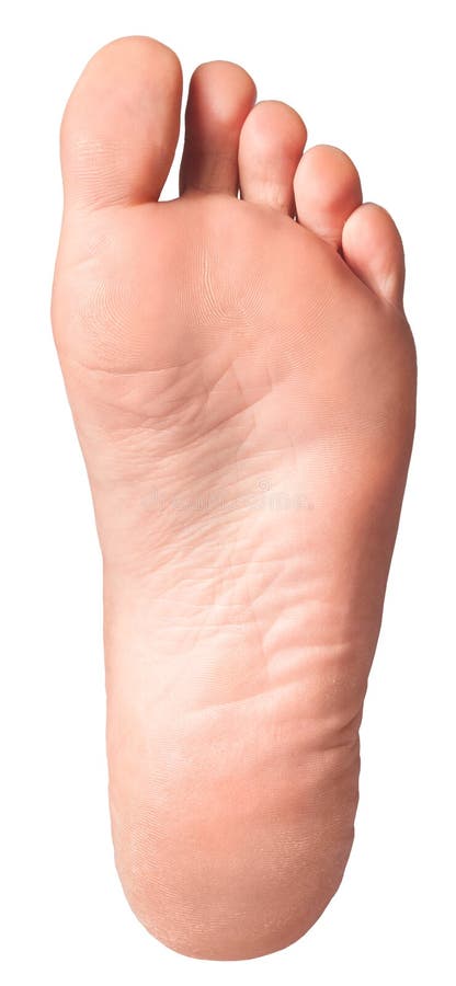 2,742 Anatomy Human Foot Stock Photos - Free & Royalty-Free Stock ...