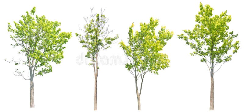 Isolated Four Maples with Green Summer Leaves Stock Image - Image of ...