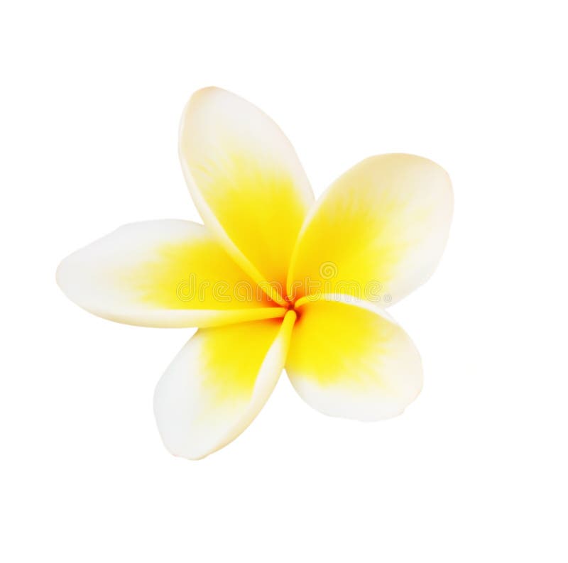 Isolated Frangipani stock image. Image of hawaiian, frangipani - 2809039
