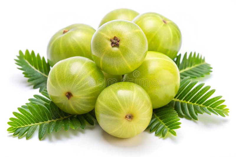 Isolated Fresh Amla Fruit on White Background Stock Illustration ...
