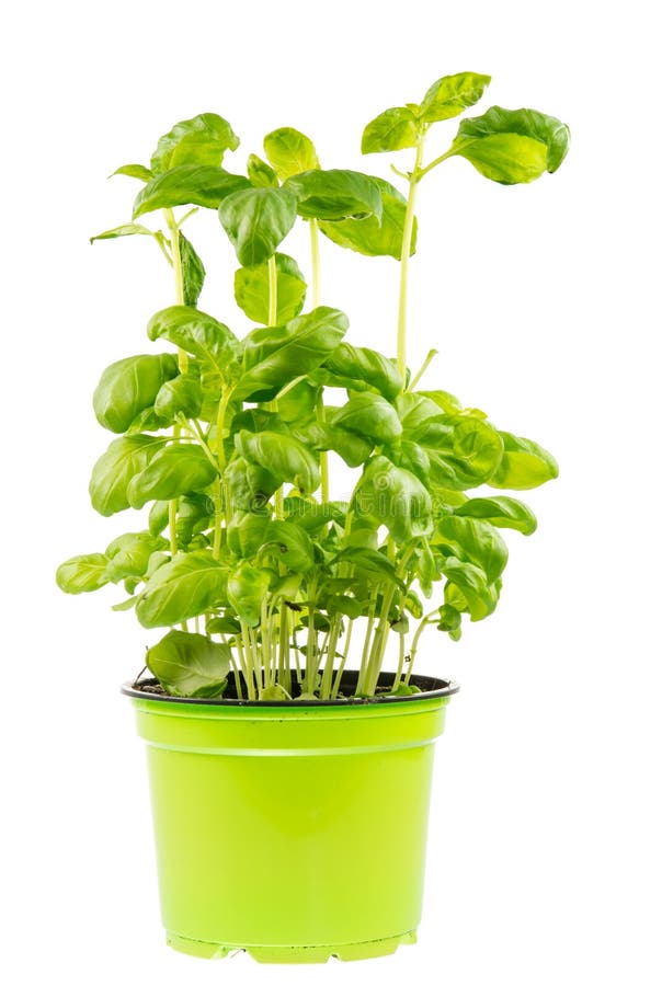 Isolated fresh basi plant stock image. Image of organic - 53389531