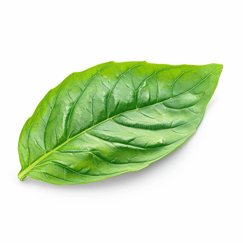 Isolated Fresh Basil Leaf on White, Displaying Vibrant Green Pattern ...