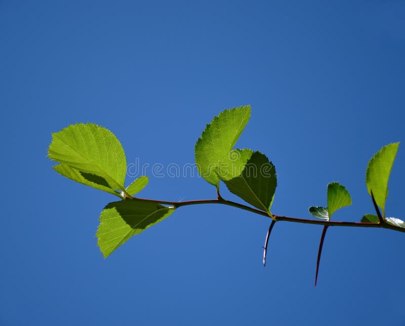 Isolated Fresh Bright Green Leaves on Small Branch. Stock Photo - Image ...