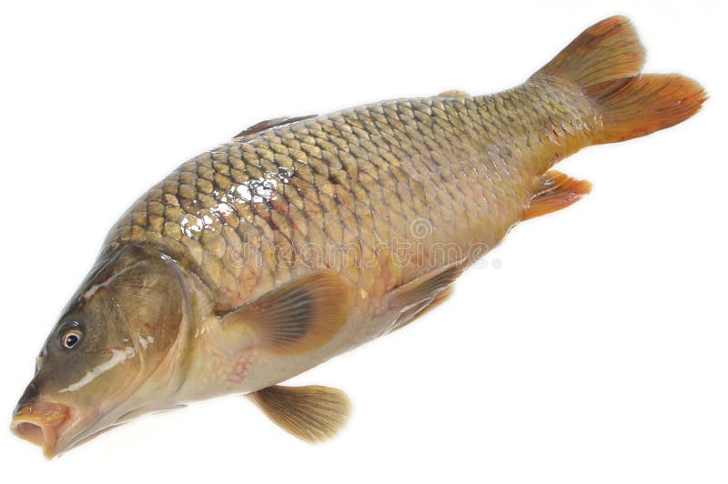 Carp stock photo. Image of delicatessen, carp, sirloin - 604348