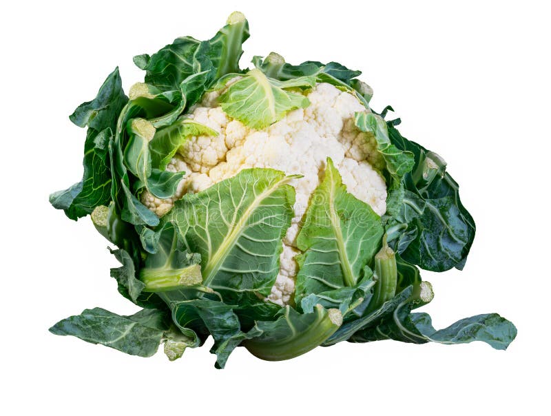 Isolated fresh cauliflower stock photo. Image of closeup - 257882374