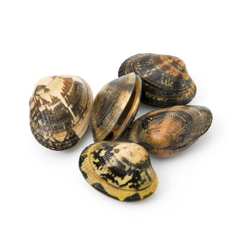 Raw Clams White Background Stock Photos - Download 1,698 Royalty Free ...