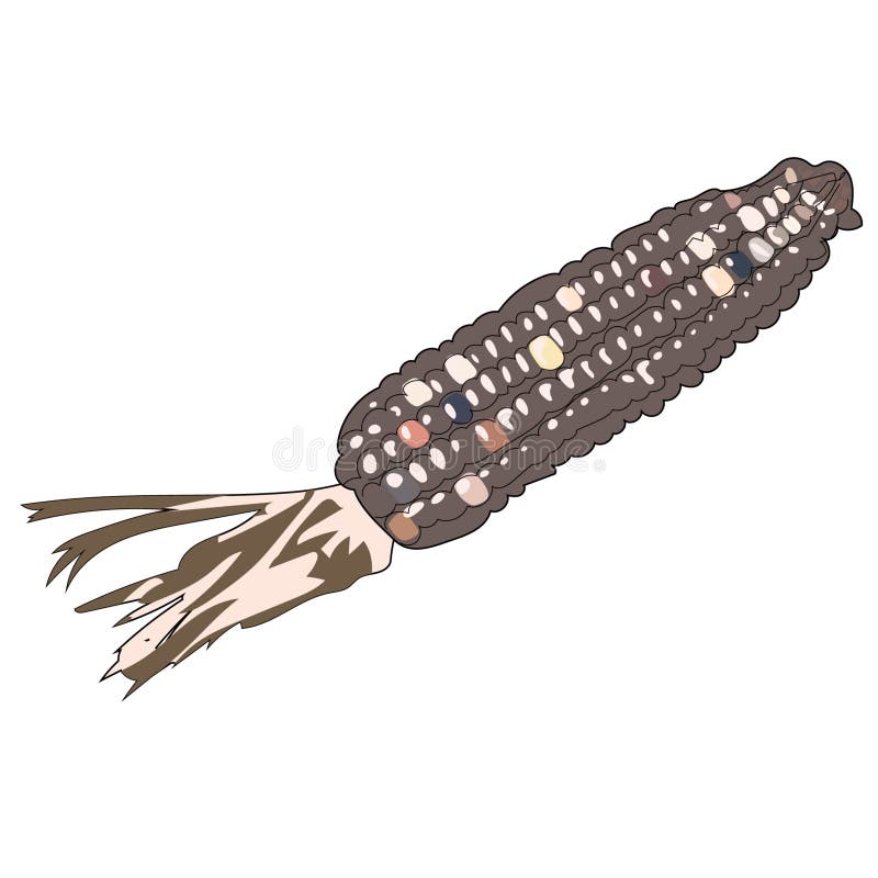 Isolated Fresh Corn Vector Illustration Stock Vector - Illustration of ...