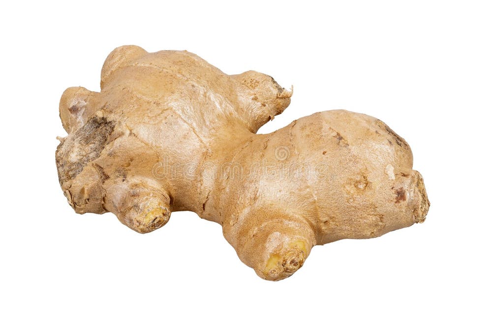 Isolated fresh ginger root stock image. Image of spice - 361042561