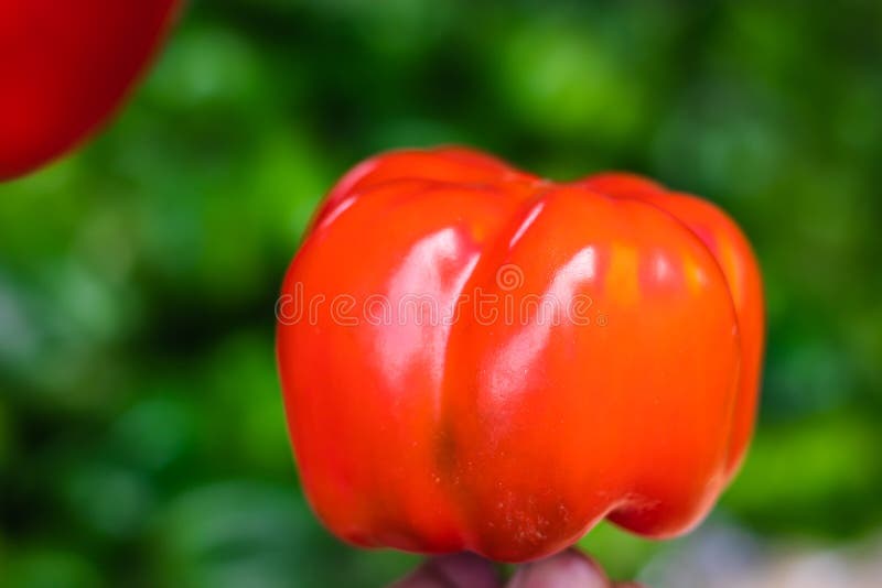 Isolated Fresh Organic Yellow Capsicum from Farm Close Up from ...