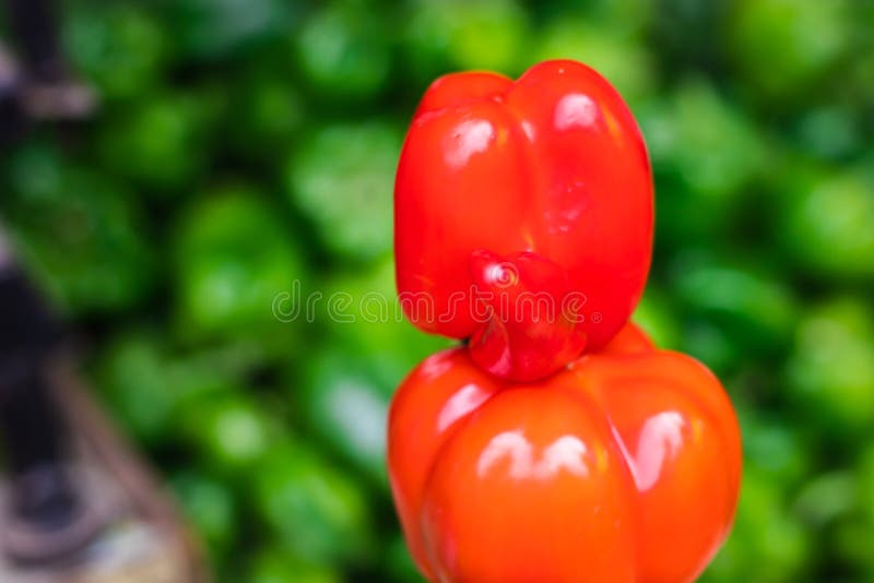 Isolated Fresh Organic Yellow Capsicum from Farm Close Up from ...