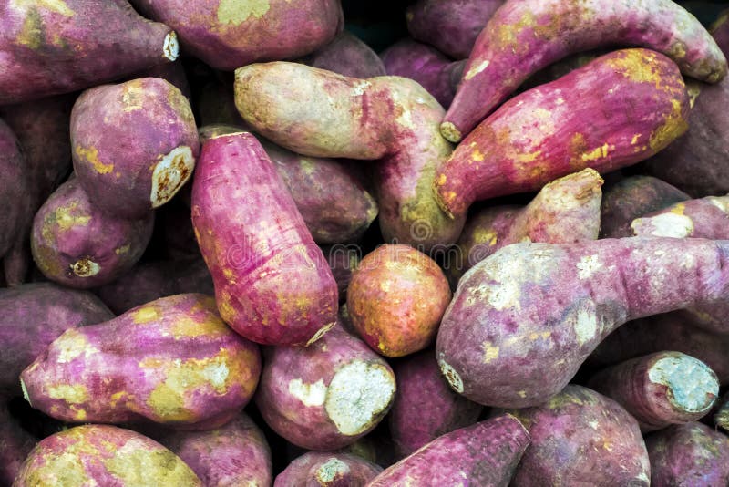 Isolated Fresh Sweet Potatoes Ipomoea Batatas is a Plant that Utilizes ...