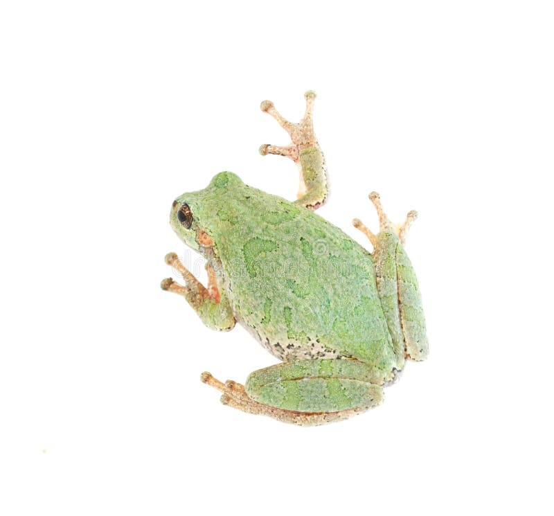 Isolated Frog, Back View stock photo. Image of whole, above - 2607034
