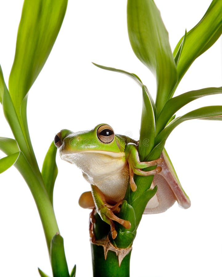 Isolated frog on bamboo stock photo. Image of color, closeup - 10813052