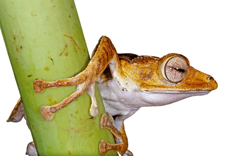 Isolated frog on bamboo stock photo. Image of color, closeup - 10813052