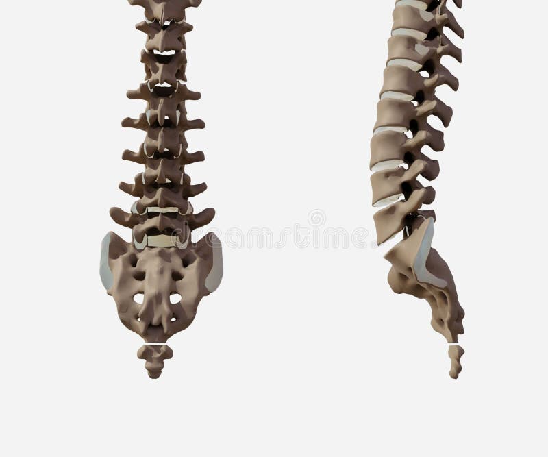 Isolated Front Side and Side View of Healthy Human S Tailbone Stock ...