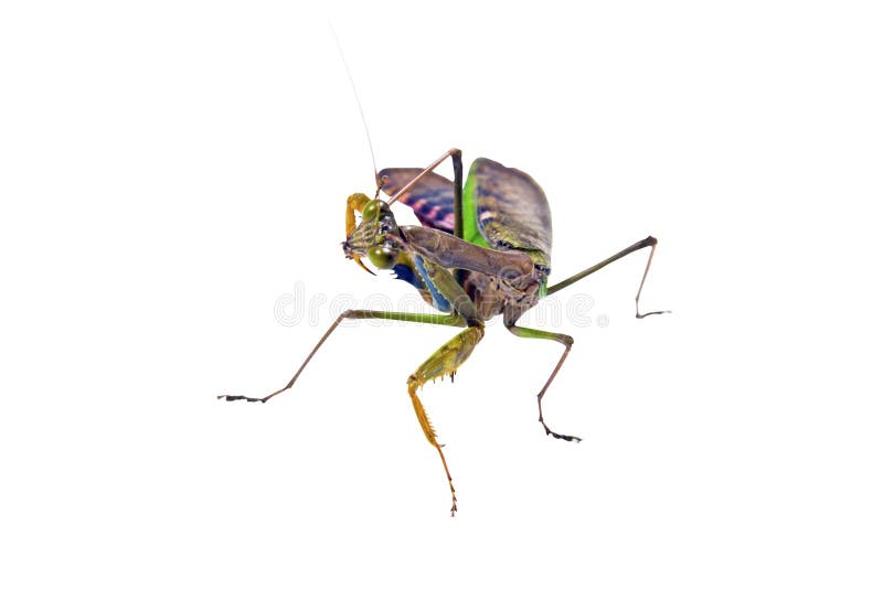 Isolated Front View of Multi-colored Praying Mantis Stock Image - Image ...