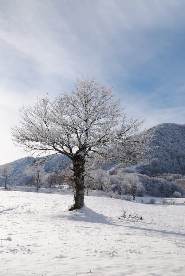Isolated frozen tree stock image. Image of light, frosty - 21115577