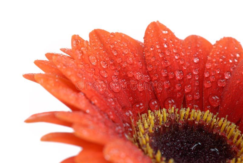 Splash on a Daisy stock image. Image of splashing, stem - 46020869