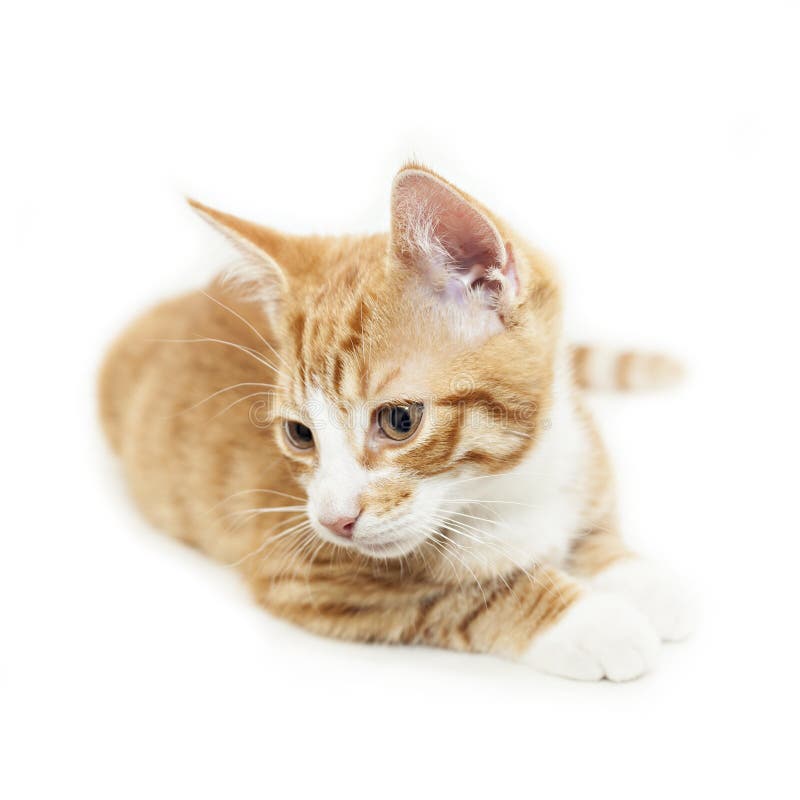 Isolated ginger kitten stock image. Image of breed, pedigree - 44419989