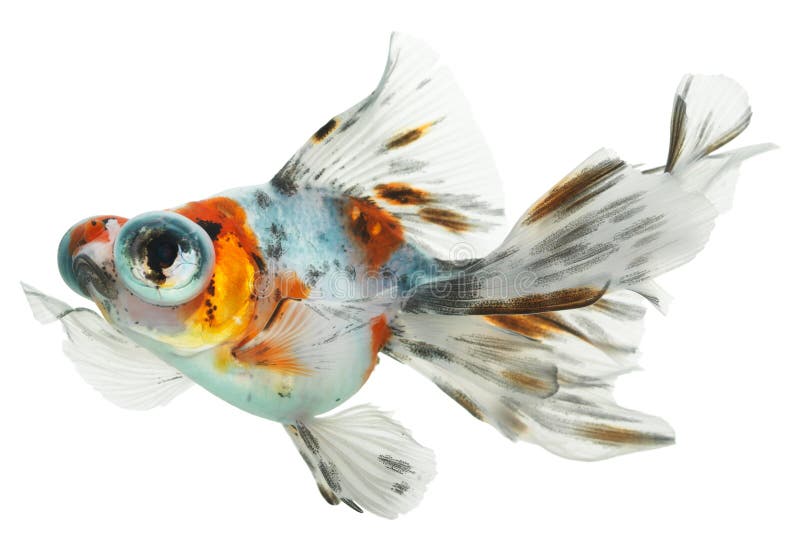 Isolated goldfish stock image. Image of swims, animal - 19042073