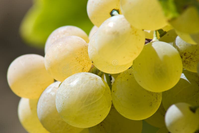 Isolated grape of berry stock image. Image of beautiful - 16096121